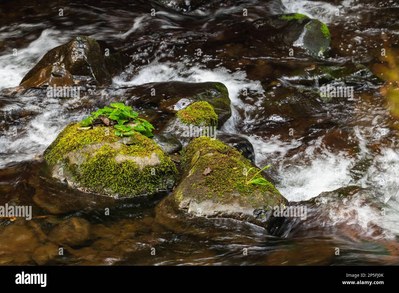 A small stream flowing between rocks covered with green moss, at Oswald ...