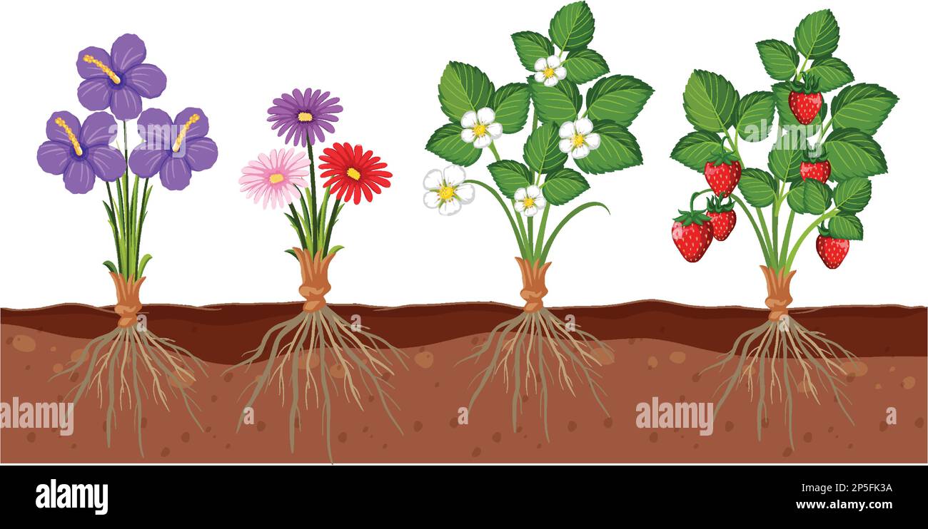 Set of different plant roots growing in soil illustration Stock Vector ...