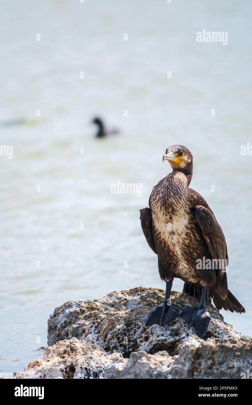 Great cormorant, Phalacrocorax carbo, standing on a stone on the sea ...