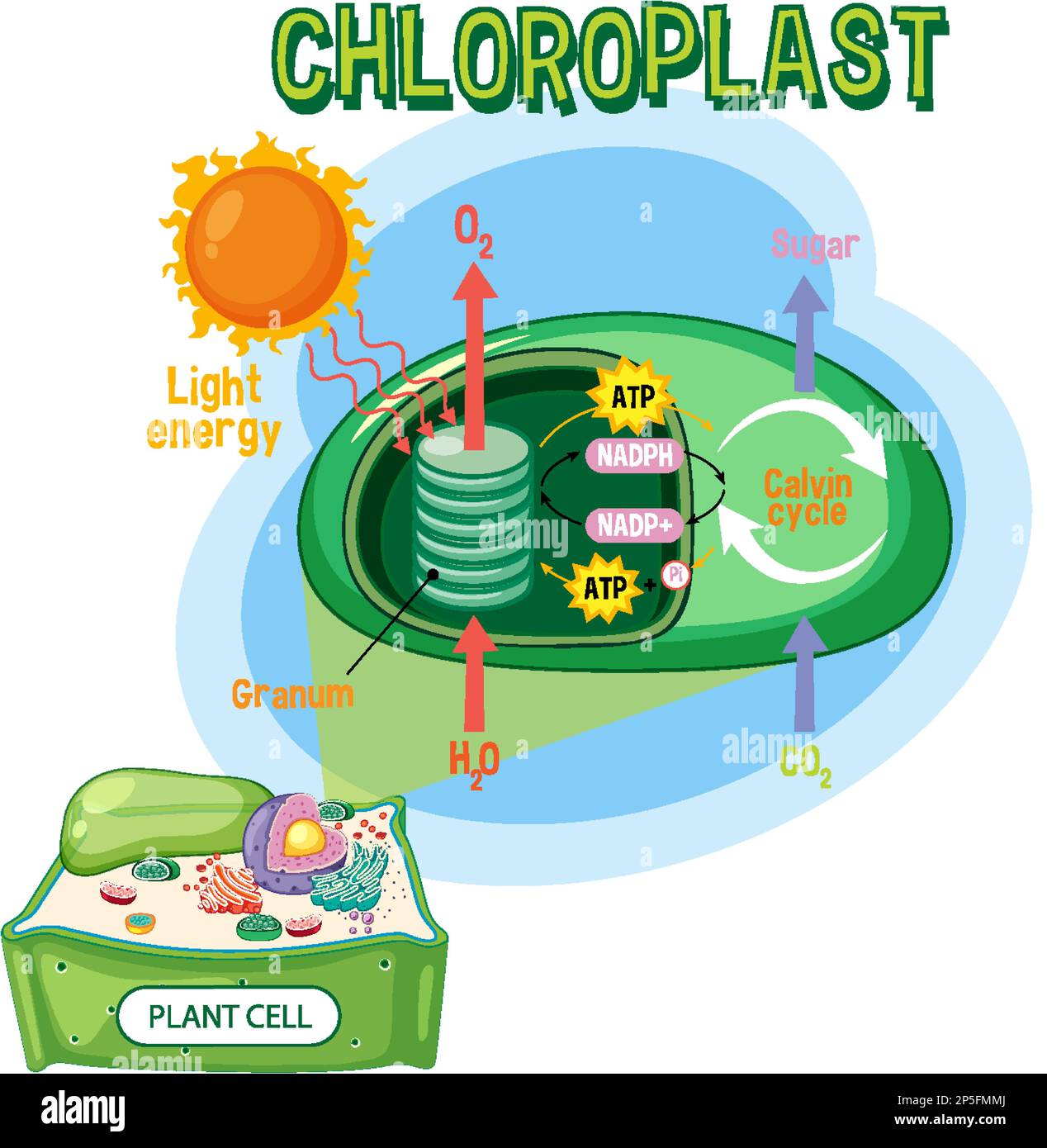 Diagram of Photosynthesis for biology and life science education ... Diagram of Photosynthesis for biology and life science education ...