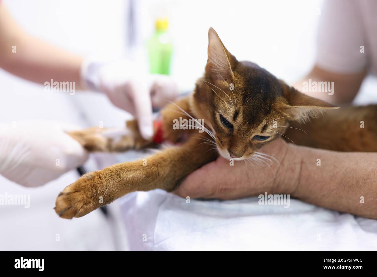 Veterinarian conducts medical procedures for cat in veterinary clinic ...