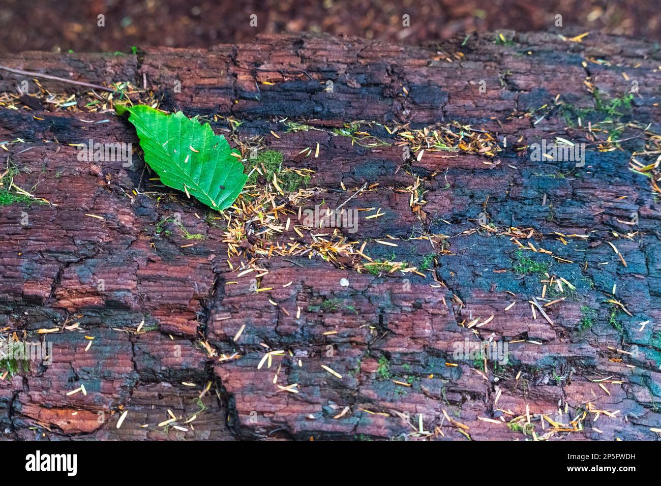 a green leaf on a damp fallen log at Oswald West State Park Stock Photo ...