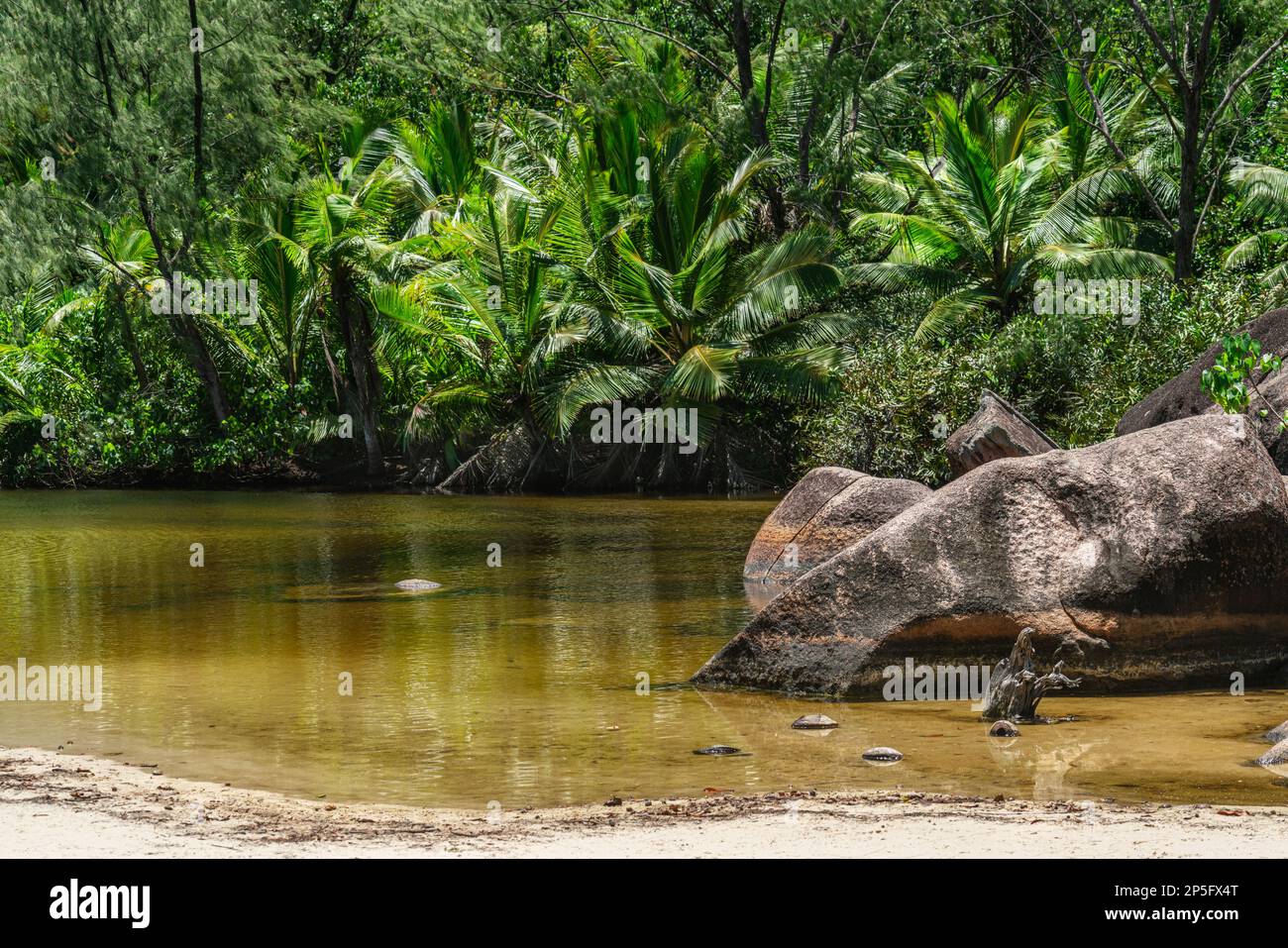 Jungle with a pond just behind the beach Anse Lazio on the Seychelles ...