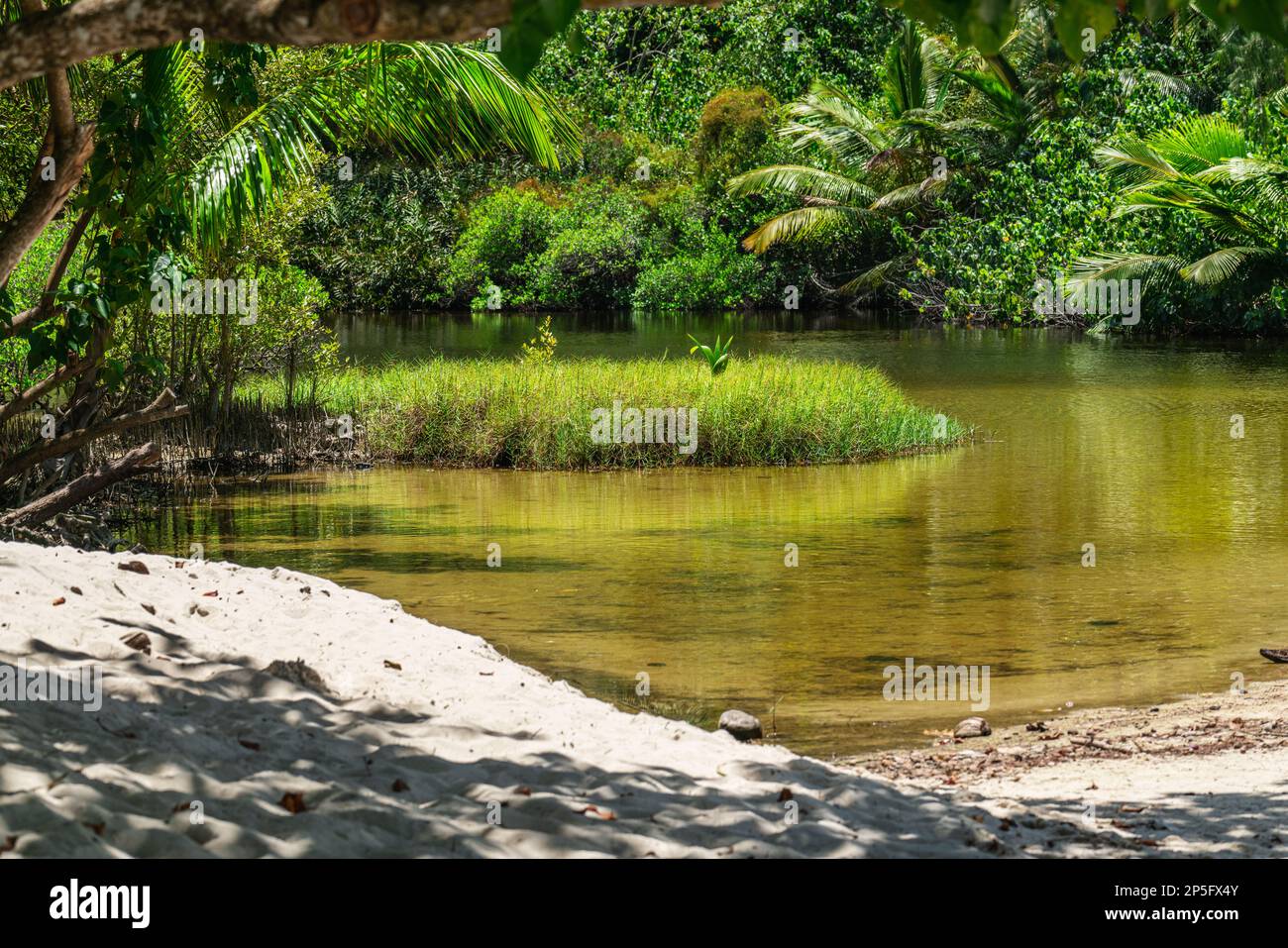 Jungle with a pond just behind the beach Anse Lazio on the Seychelles ...