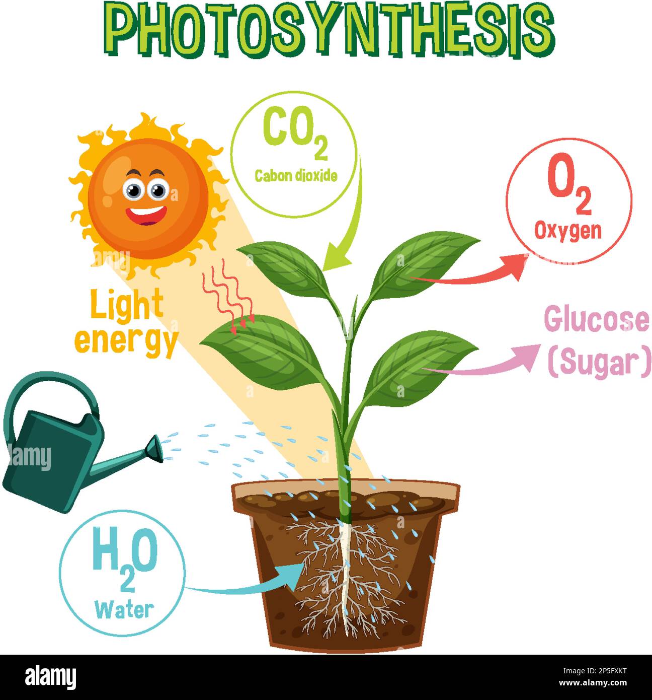 Diagram of Photosynthesis for biology and life science education ...