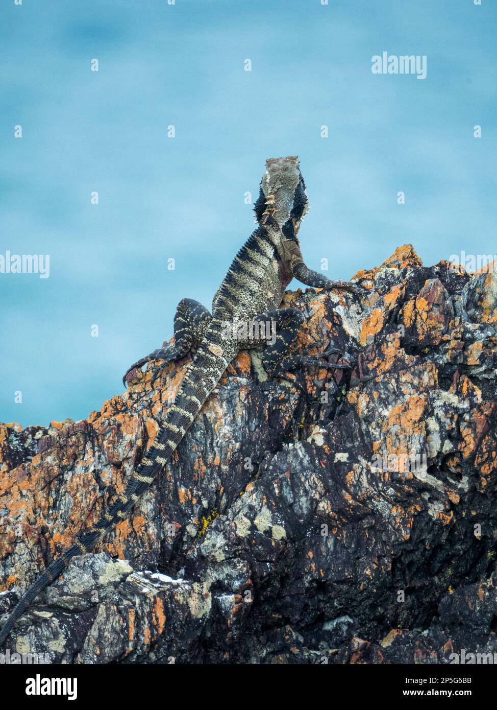 Lizard overlooking the ocean hi-res stock photography and images - Alamy