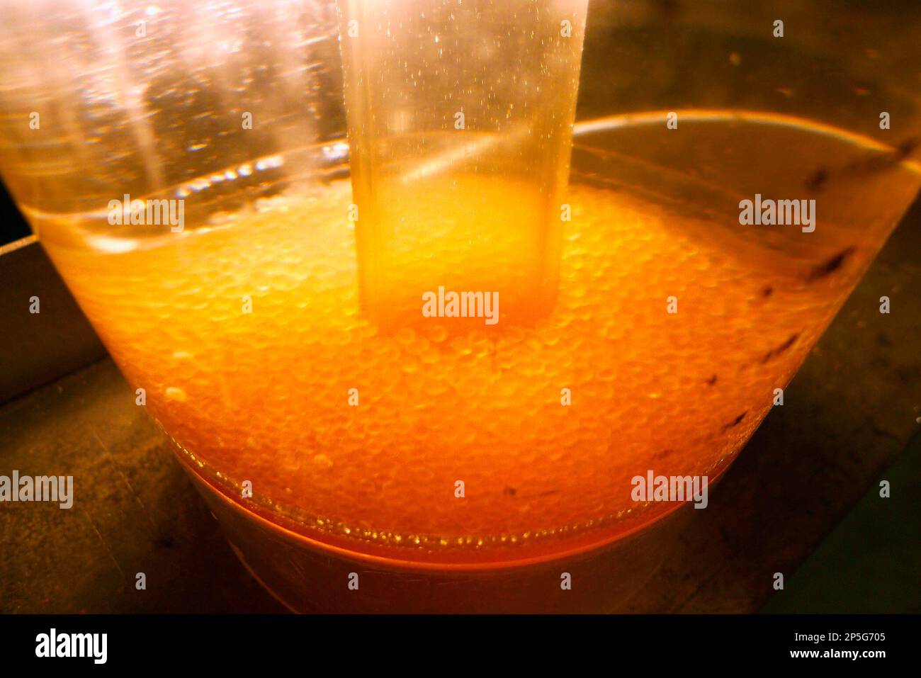 In this March 8, 2013 photo, fertilized northern pike eggs are ...