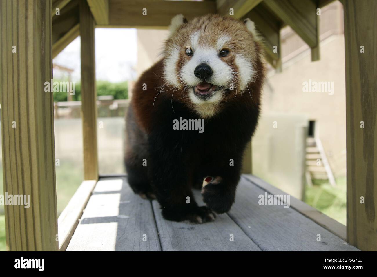 Wen-Dee, the Chattanooga Zoo's newest addition, explores her exhibit ...