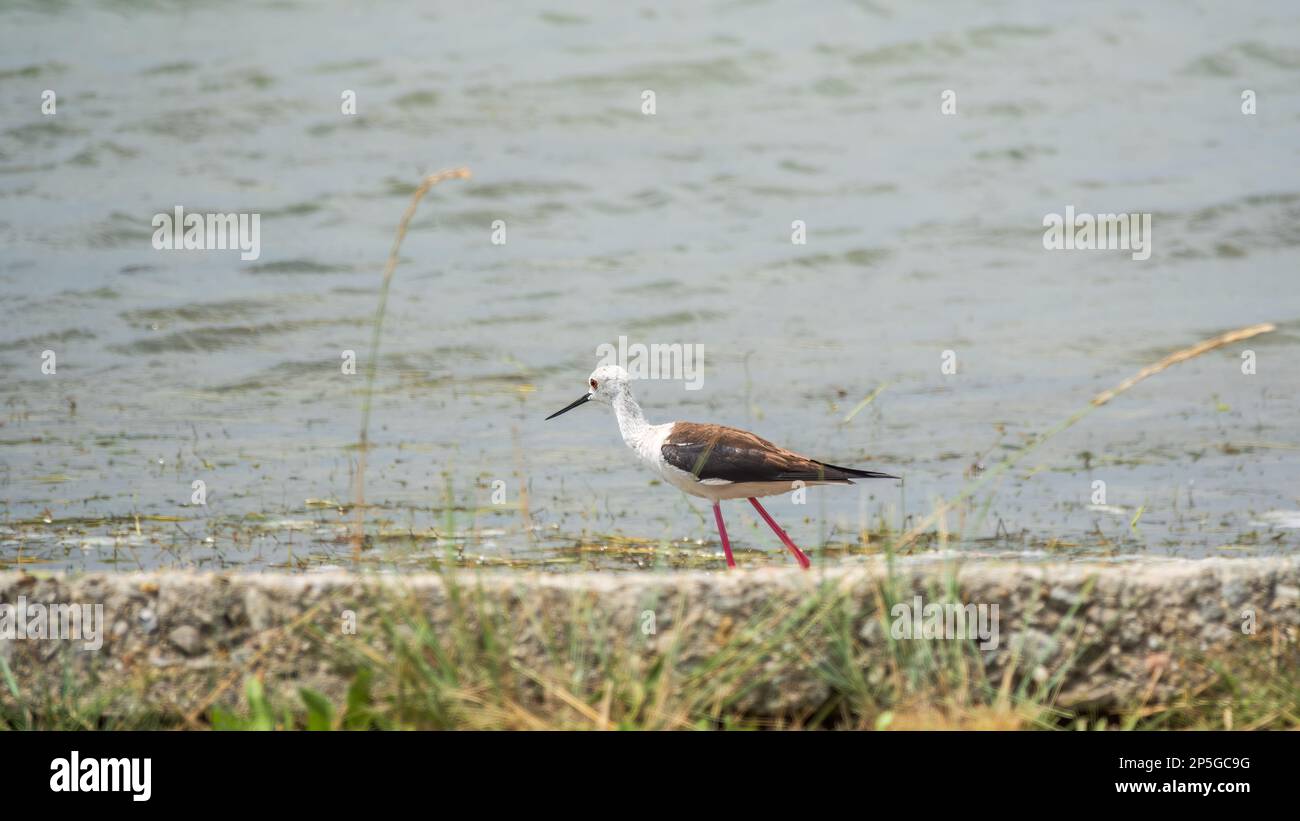 Cute water bird. Black winged Stilt. Colorful nature habitat background ...