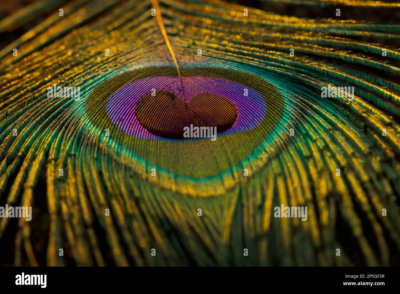 Wing feather pattern hi-res stock photography and images - Alamy