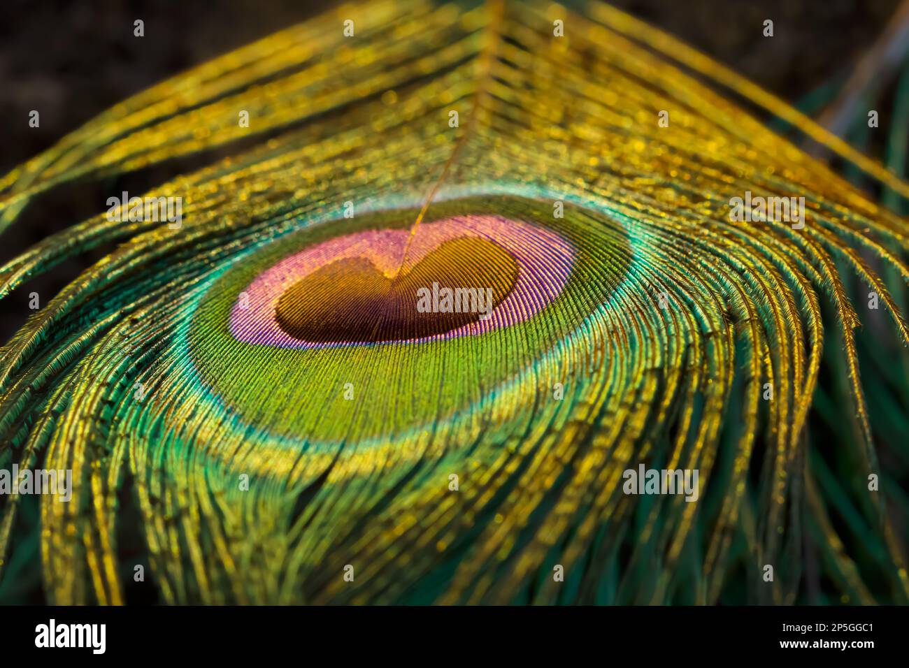Peacock feather, Peafowl feather, Closeup. Selective focus Stock Photo ...