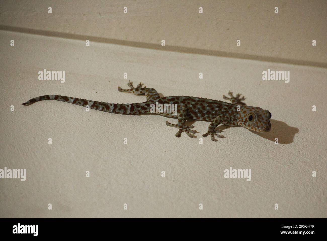 Full body shot of a red spotted gecko climbing a white wall Stock Photo ...