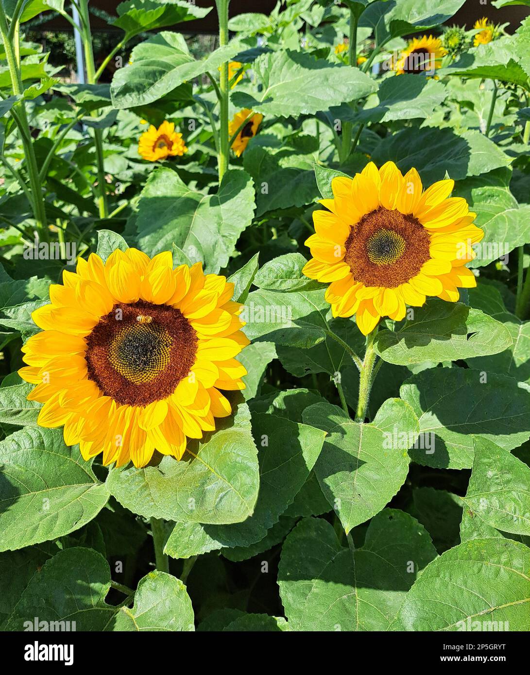 Bees are sunflower hosts, they help pollination, so it helps the bees ...