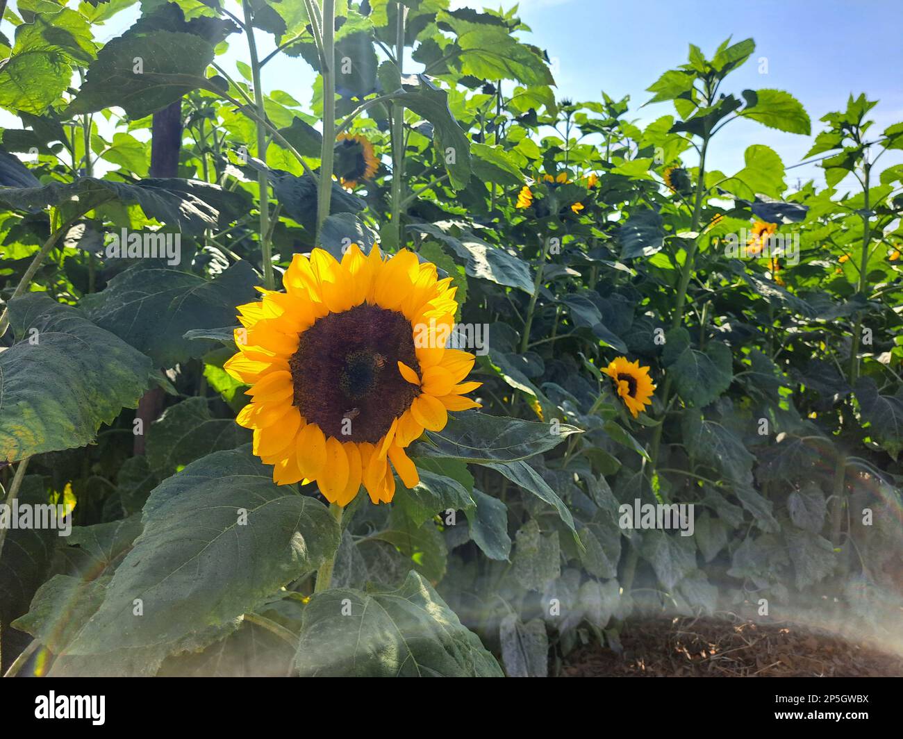 Bees are sunflower hosts, they help pollination, so it helps the bees ...