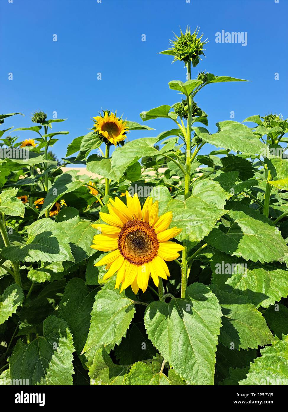 Bees are sunflower hosts, they help pollination, so it helps the bees ...