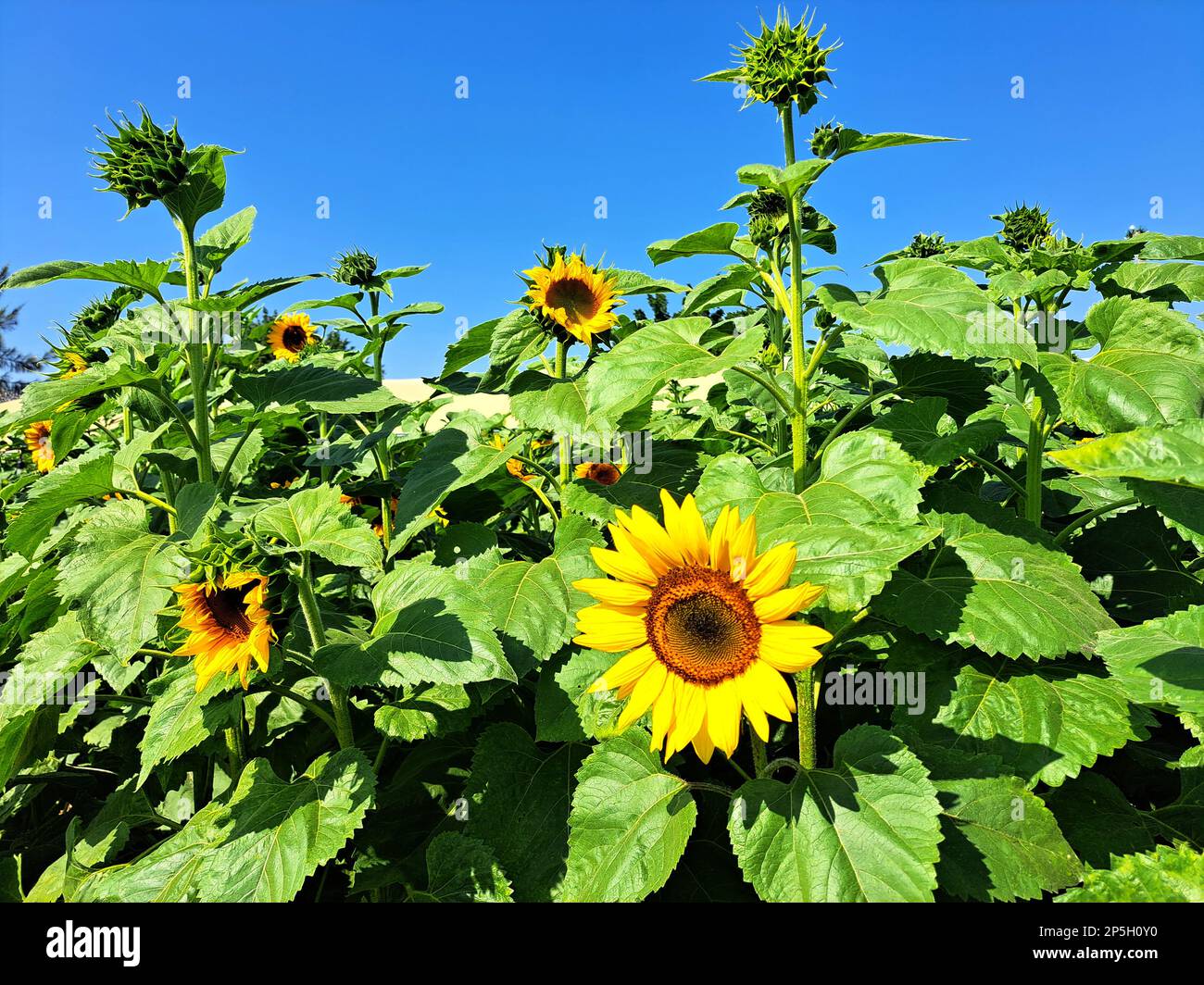Bees are sunflower hosts, they help pollination, so it helps the bees ...