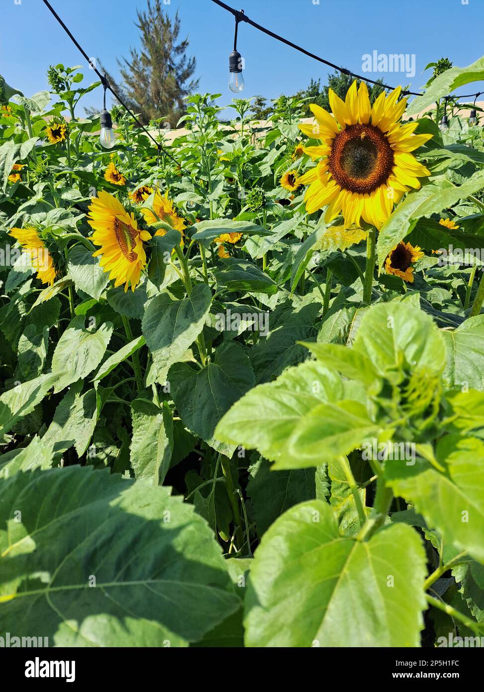 Bees are sunflower hosts, they help pollination, so it helps the bees ...