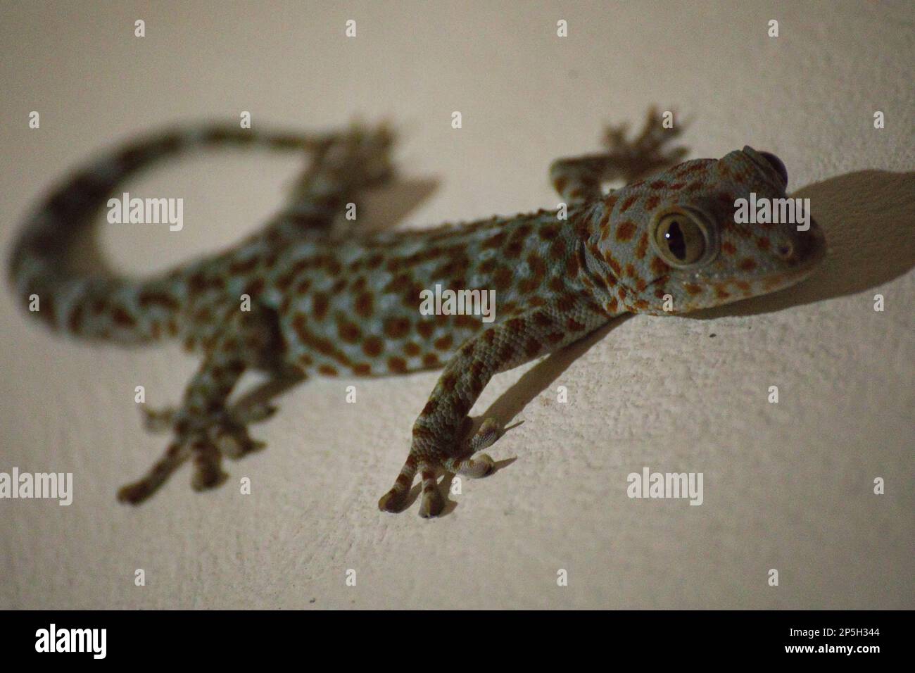 Tokay gecko gekko close hi-res stock photography and images - Alamy