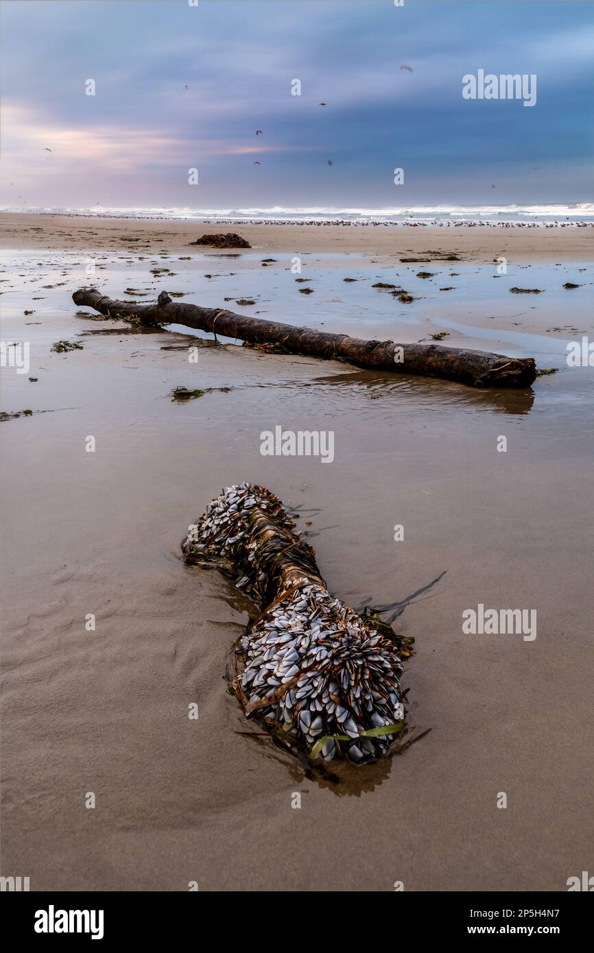 trunk washed up on the beach, completely covered with molluscs from the ...