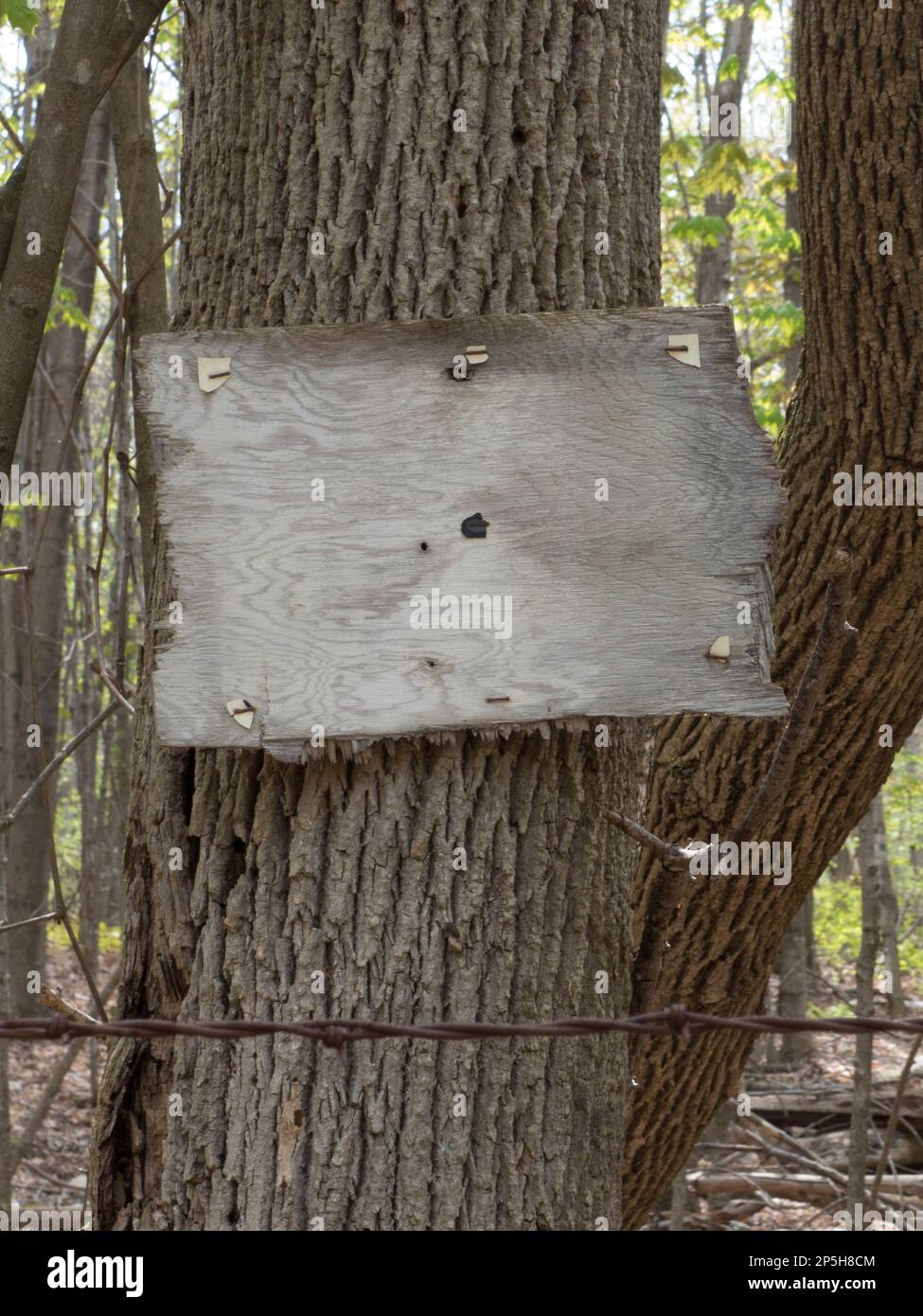 Sign missing from a board nailed to a tree Stock Photo - Alamy