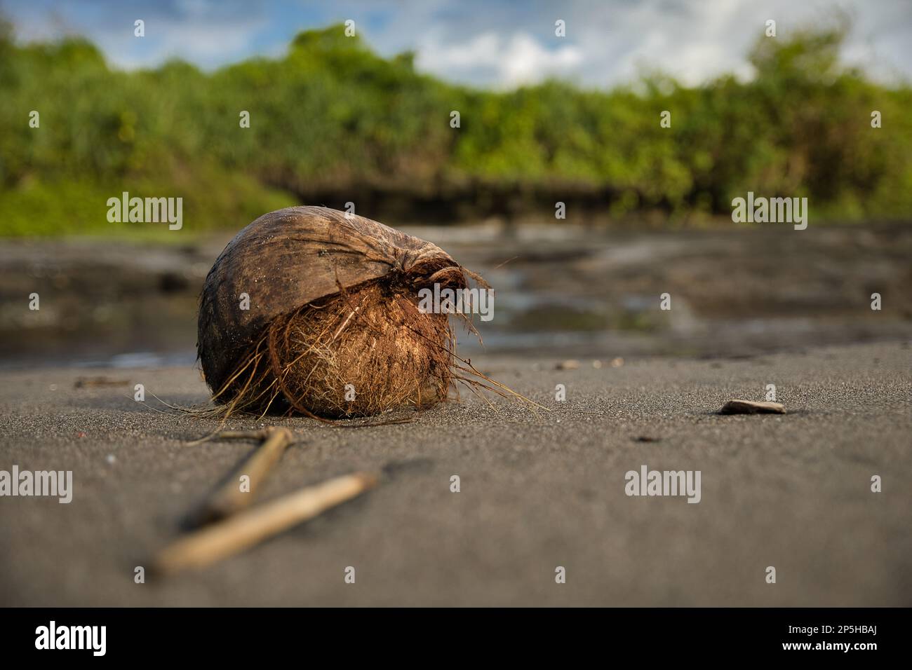 Shot of a coconut in focus lying on the beach of the temple complex ...