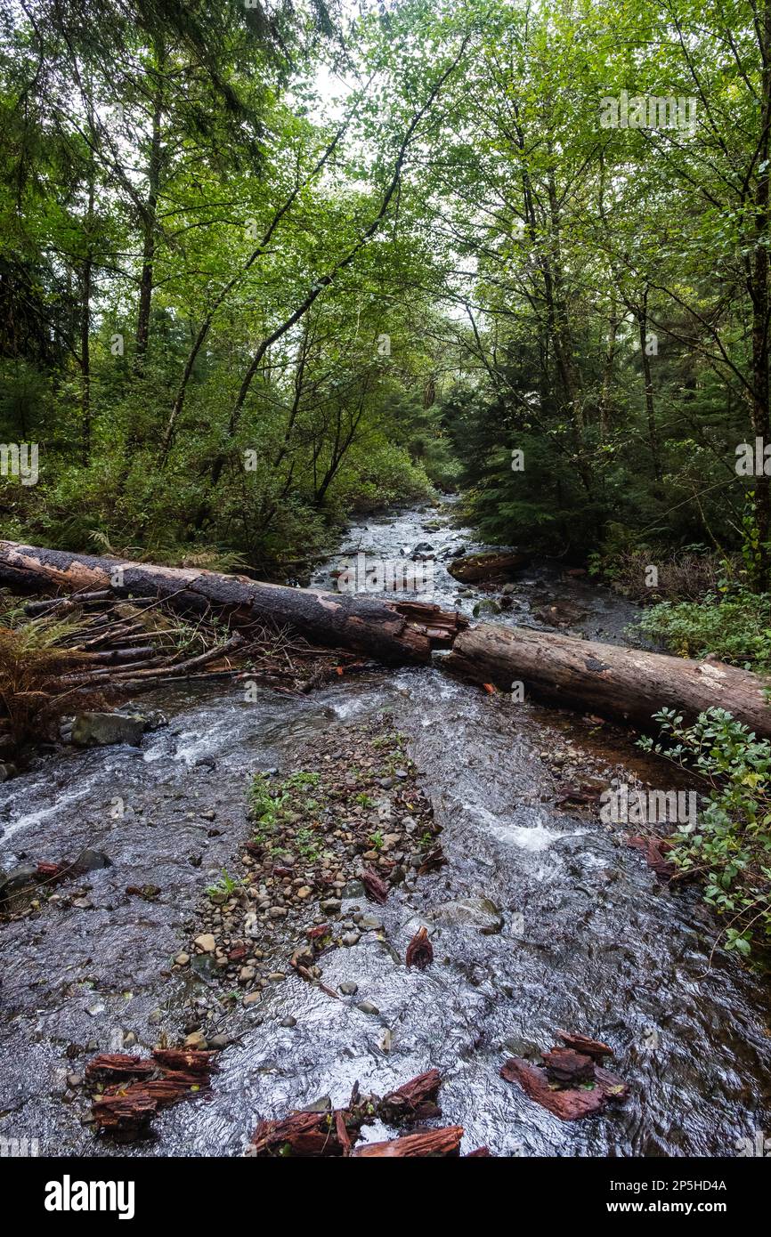 a log broken into multiple parts over a small stream, in Oswald West ...