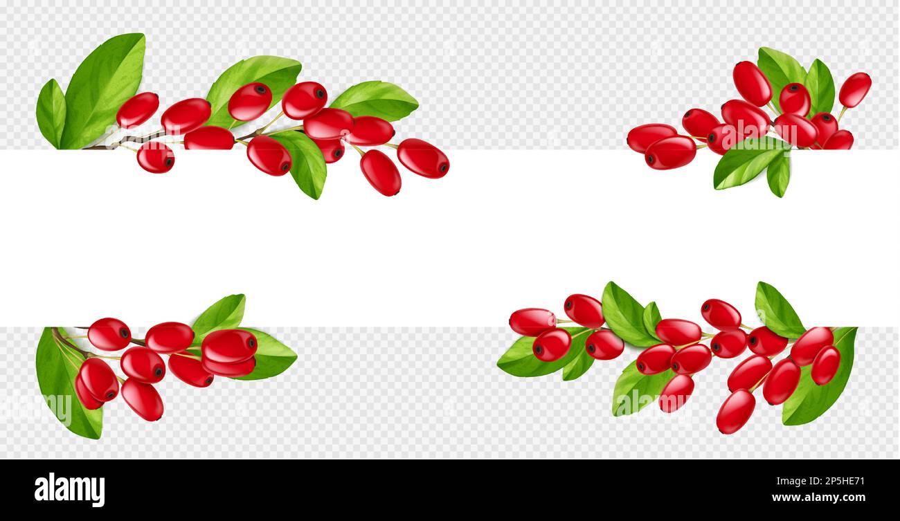 Isolated realistic barberry border illustration in vector on ...