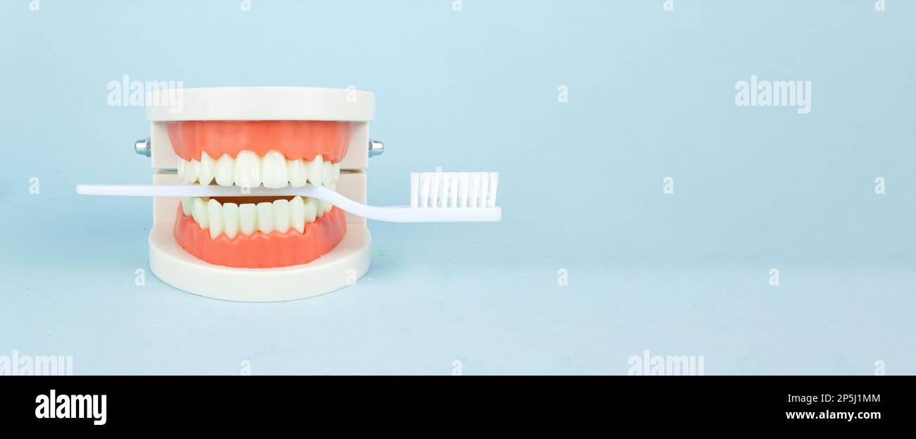 Dentures Dental Teeth Model with white toothbrush. Complete denture or ...