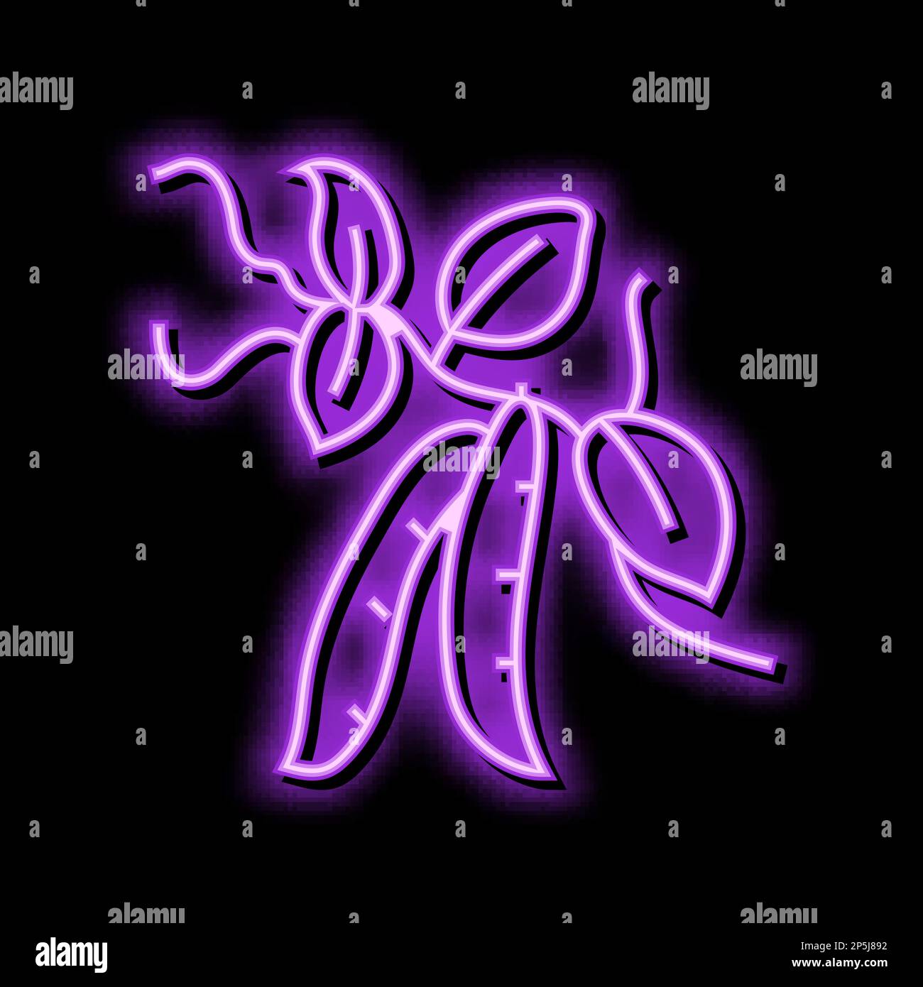 Yellow peas plant Stock Vector Images - Alamy