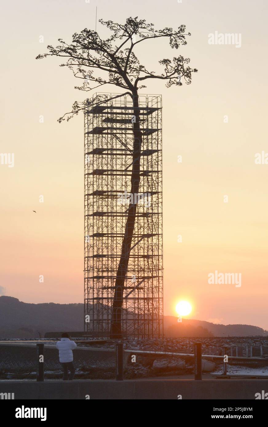 An artificially-restored "miracle pine tree," that survived the March ...