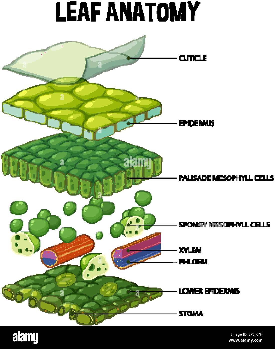 Internal structure of leaf diagram illustration Stock Vector Image ... Internal structure of leaf diagram illustration Stock Vector Image ...