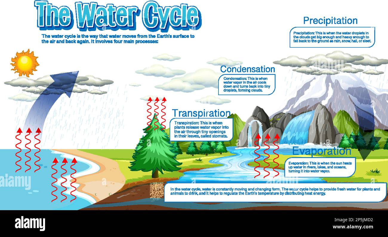 The water cycle diagram for science education illustration Stock Vector ...