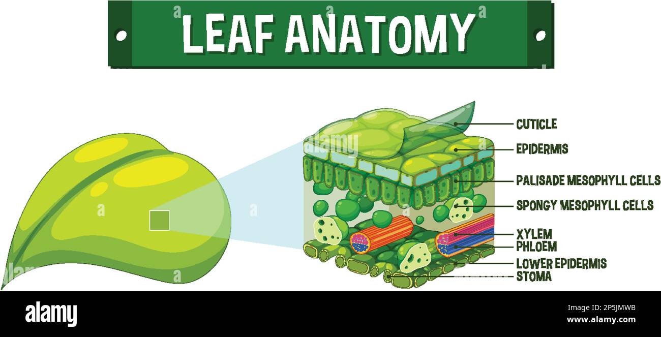 Internal structure of leaf diagram illustration Stock Vector Image ...