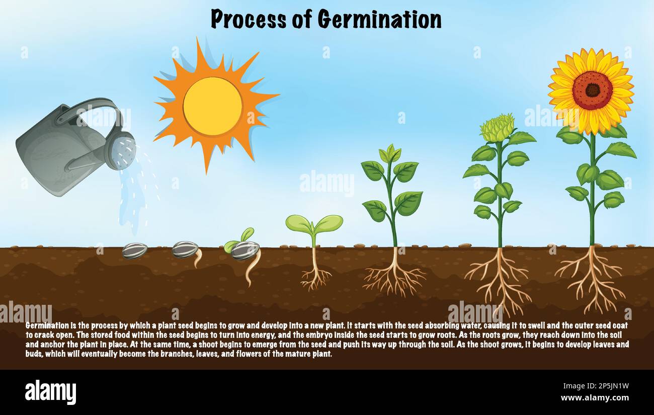 Process of Germination Diagram for Science Education illustration Stock ...