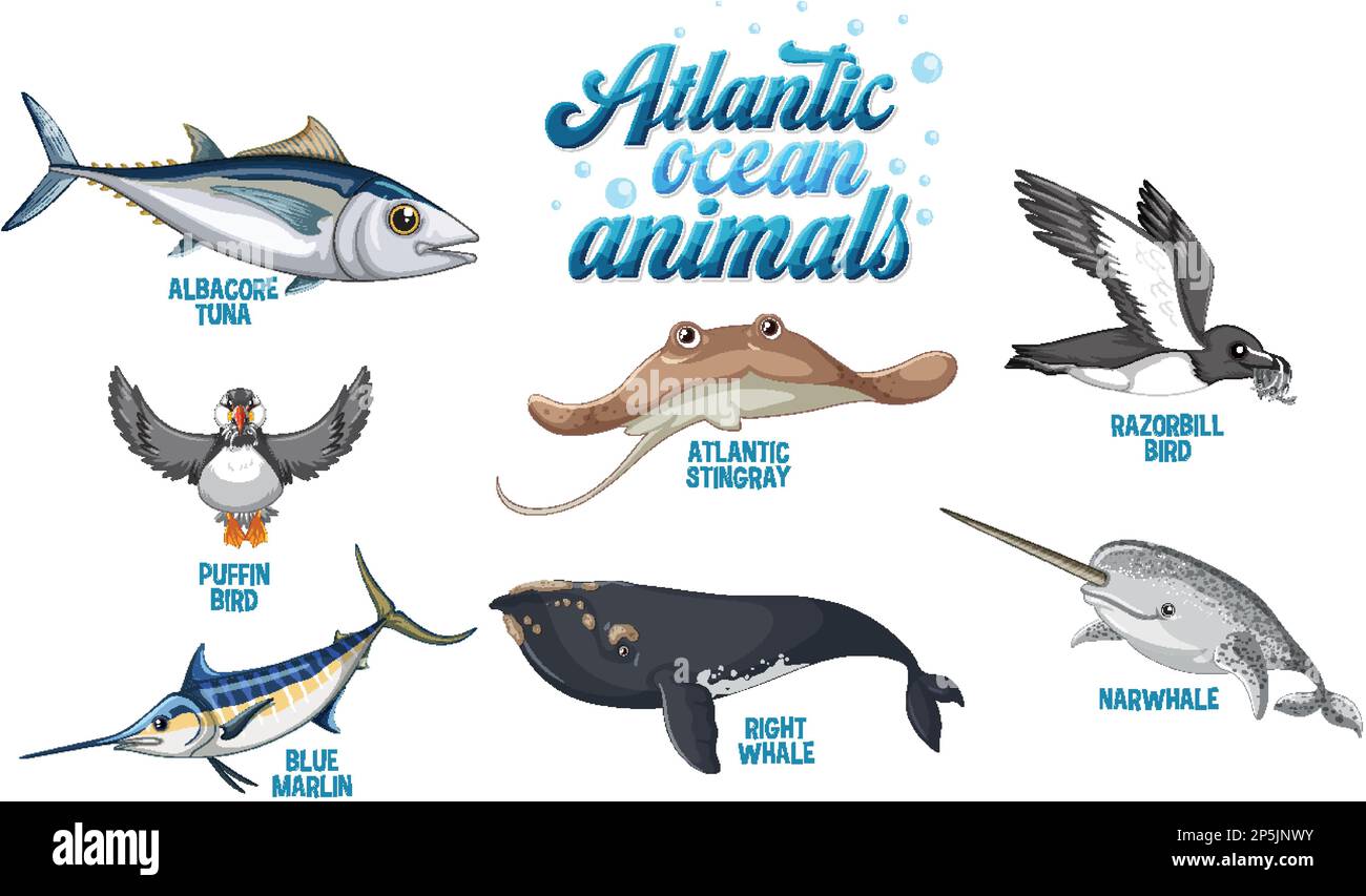 Set of Animals in the Atlantic Ocean illustration Stock Vector Image ...