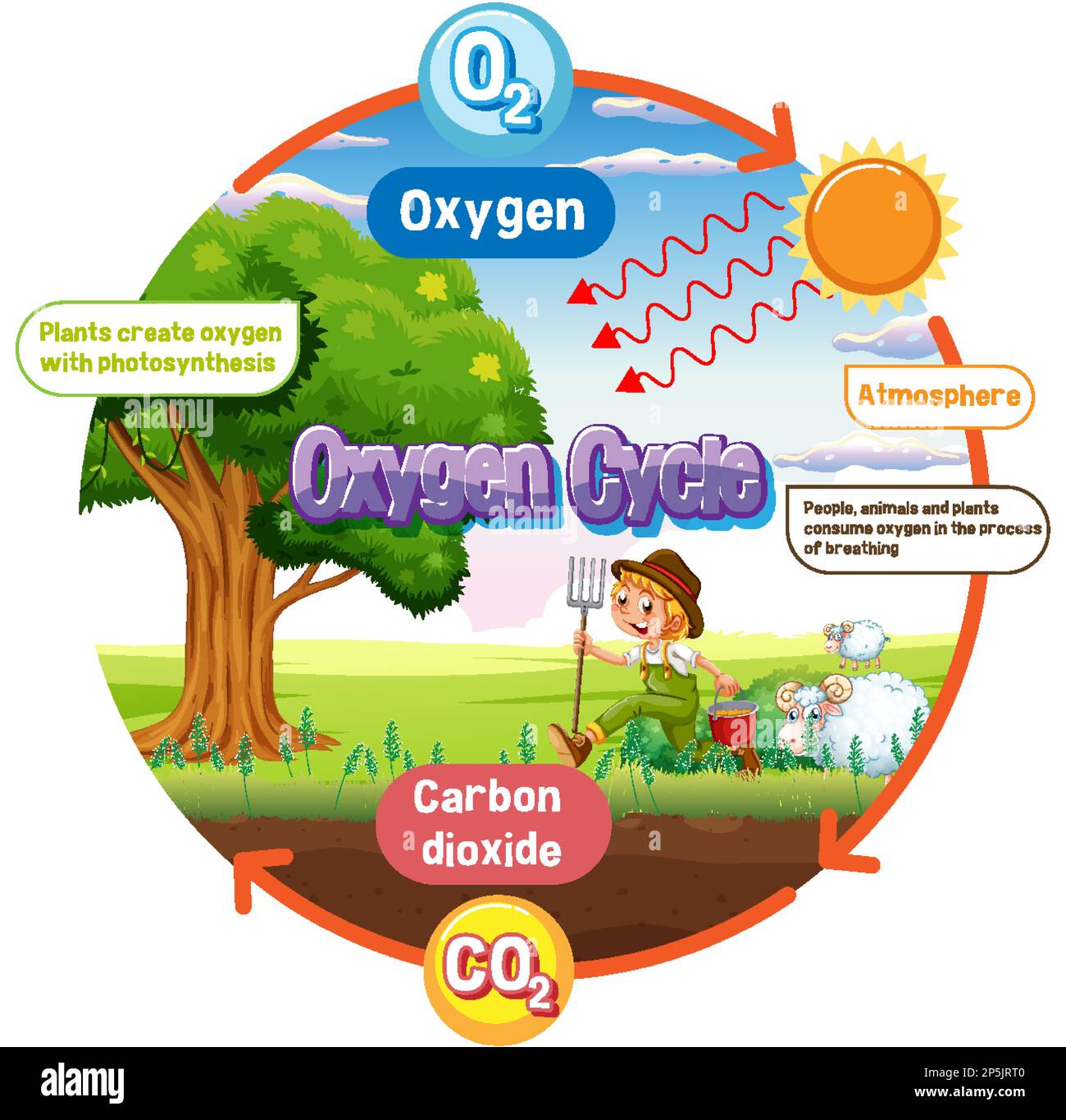Oxygen Cycle Diagram for Science Education illustration Stock Vector ...