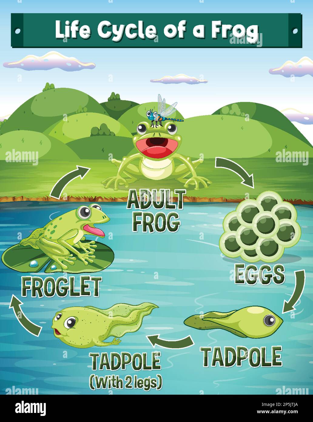 Frog Life Cycle Diagram Illustration Stock Vector Image And Art Alamy