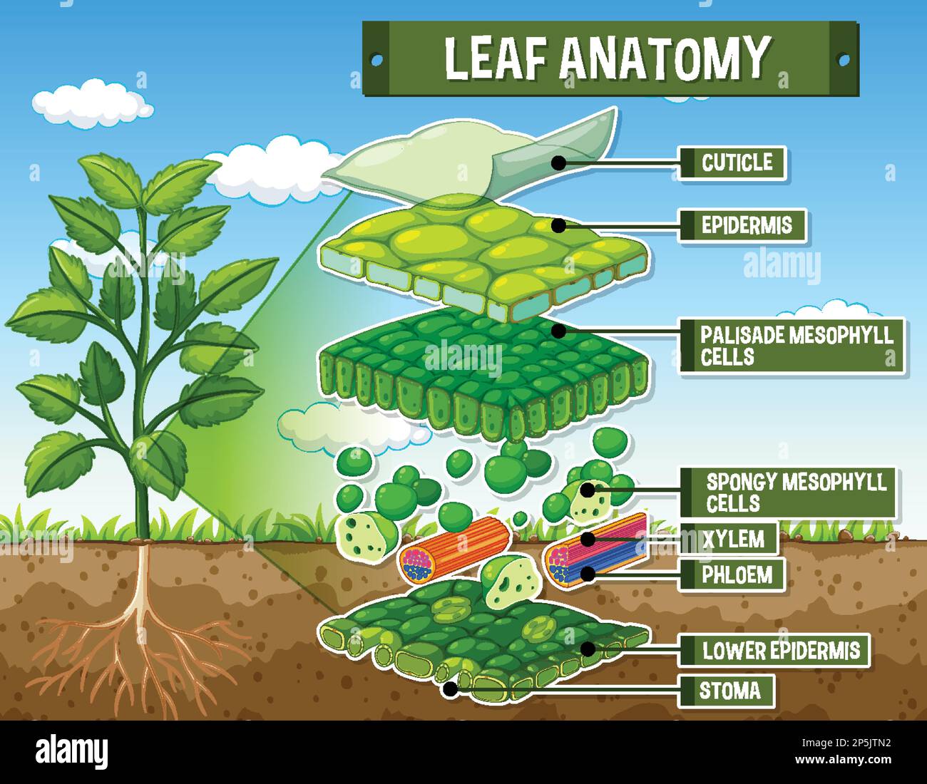Internal structure of leaf diagram illustration Stock Vector Image ...