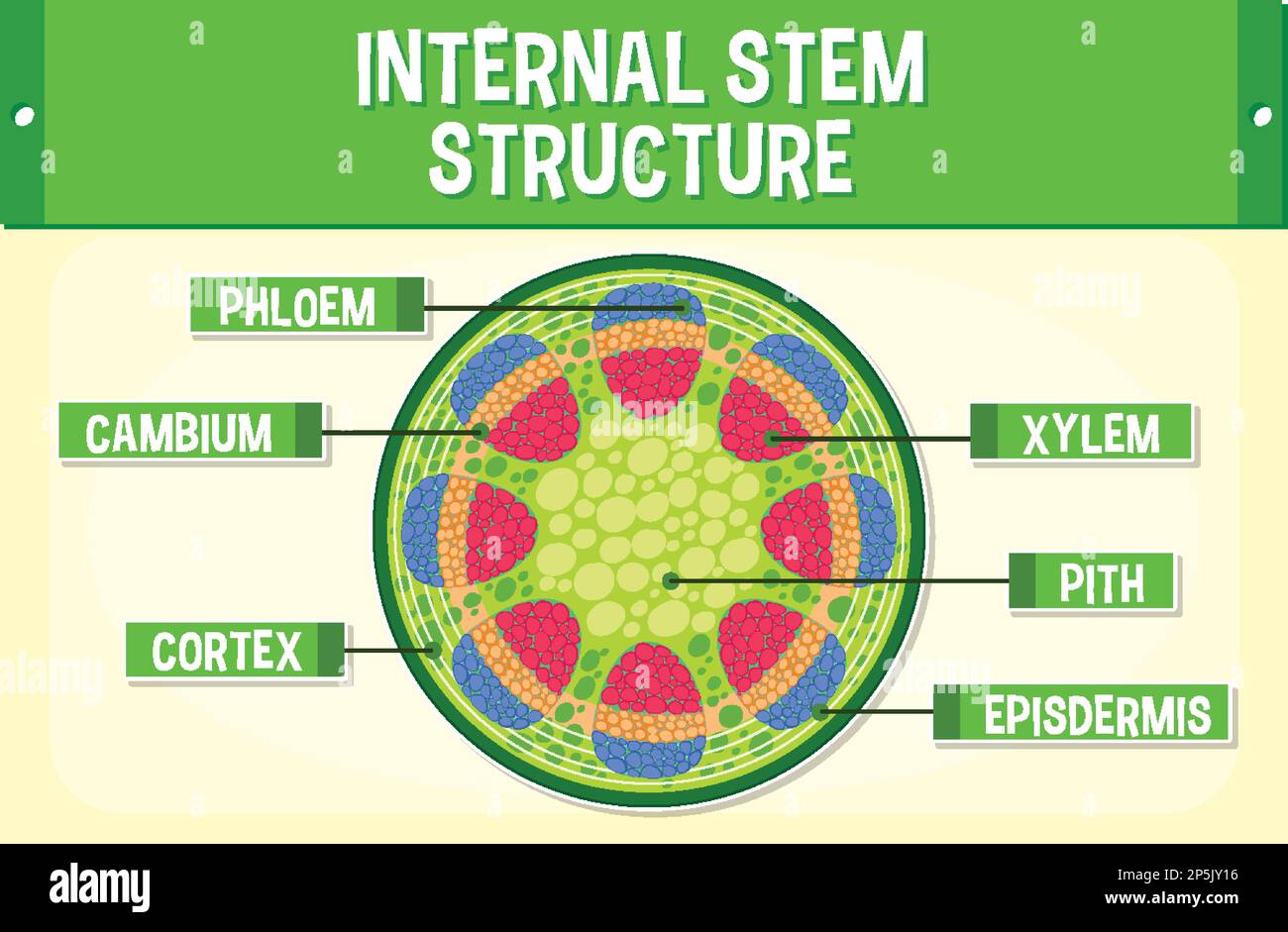 Internal structure of stem diagram illustration Stock Vector Image ... Internal structure of stem diagram illustration Stock Vector Image ...
