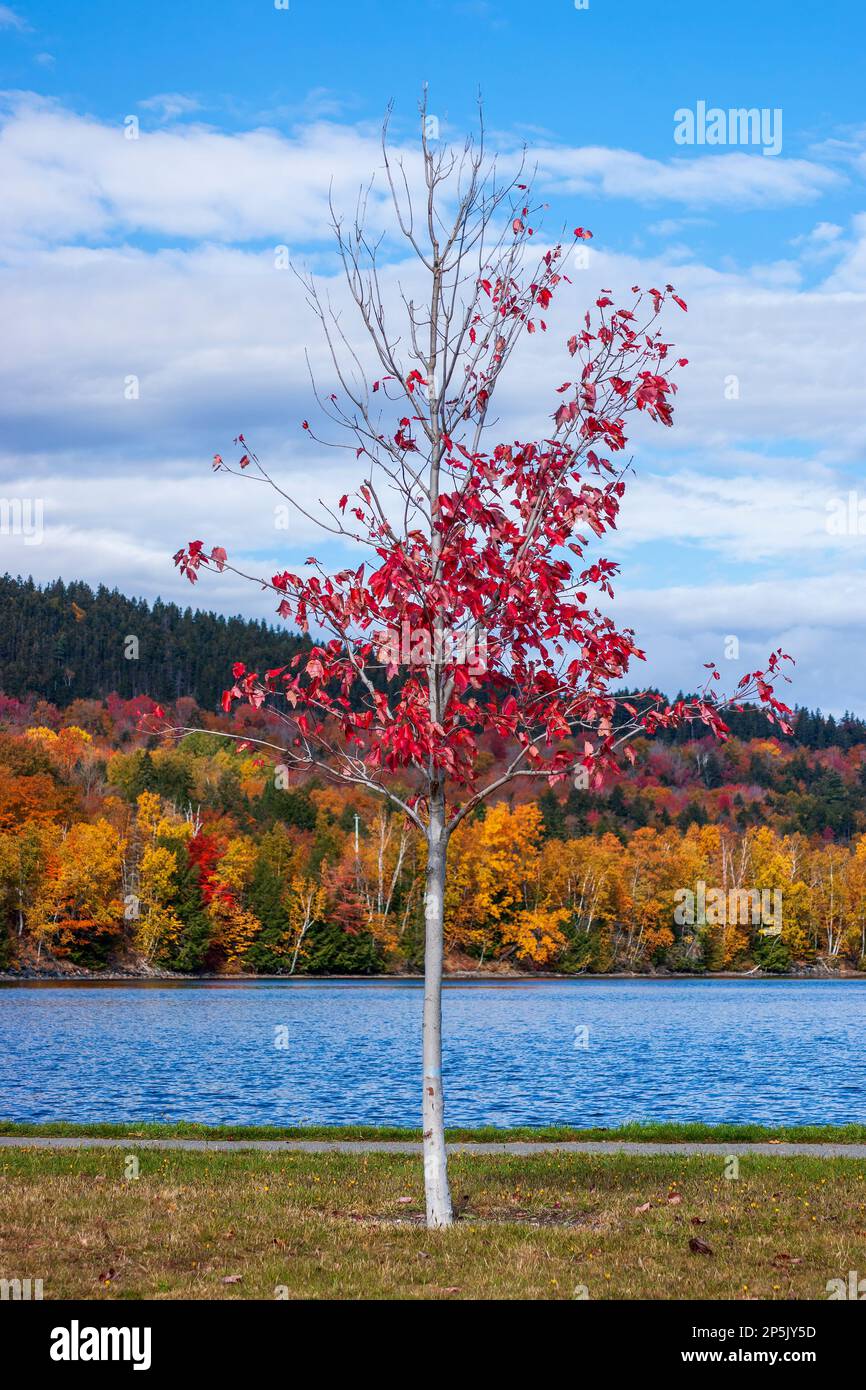 Lone red maple tree (Acer rubrum) at peak foliage in October, on the shores of Moosehead Lake in ...