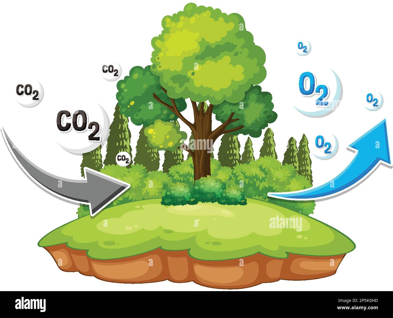 Oxygen Cycle Diagram And Explanation
