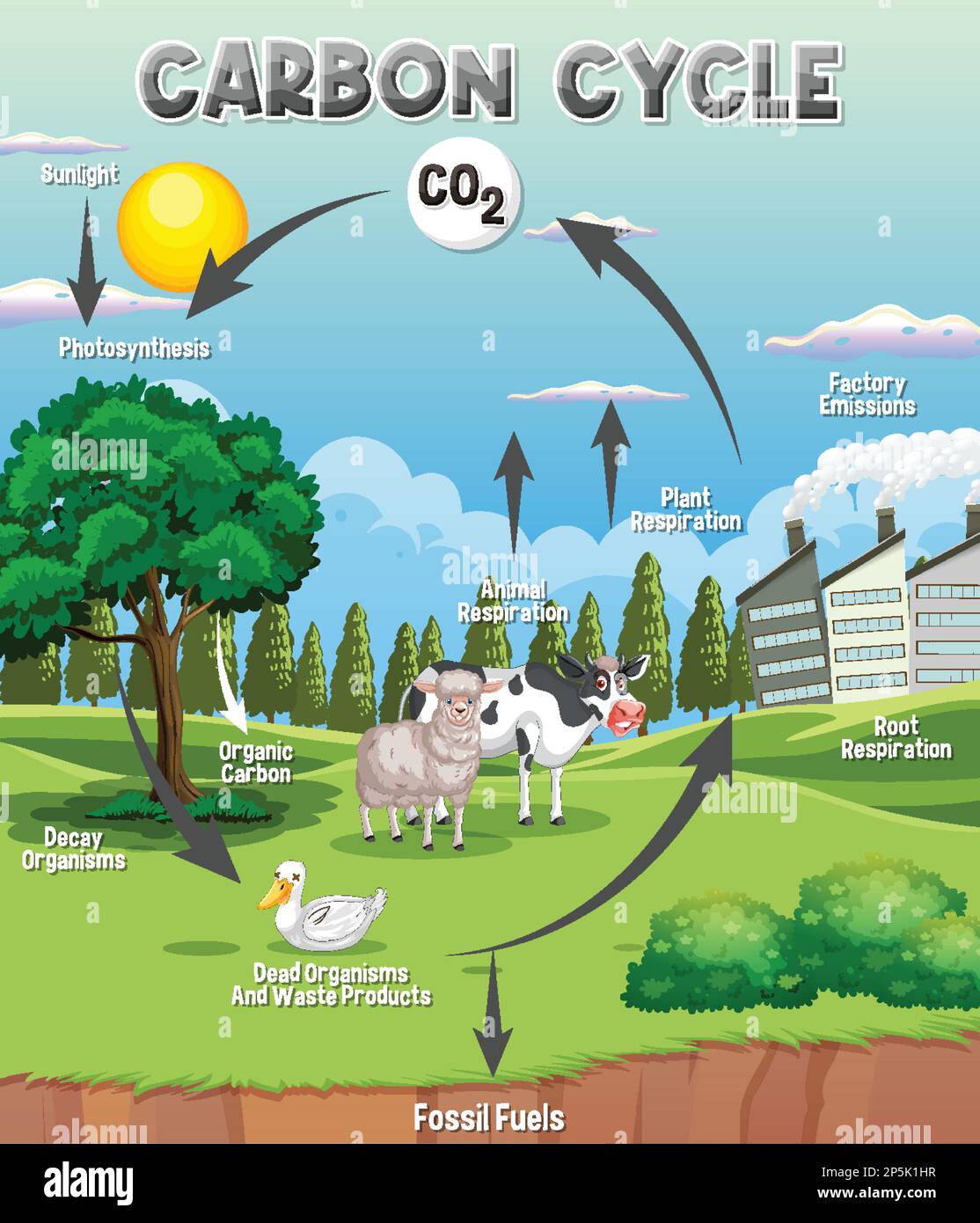 Carbon cycle diagram Stock Vector Images - Alamy Carbon cycle diagram Stock Vector Images - Alamy