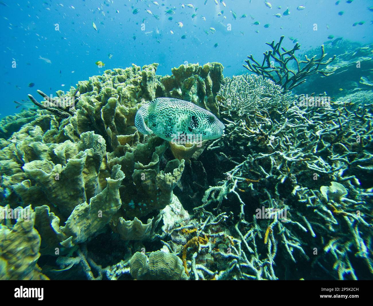 Full body shot of puffer fish surrounded by coral reef, blue sea in ...