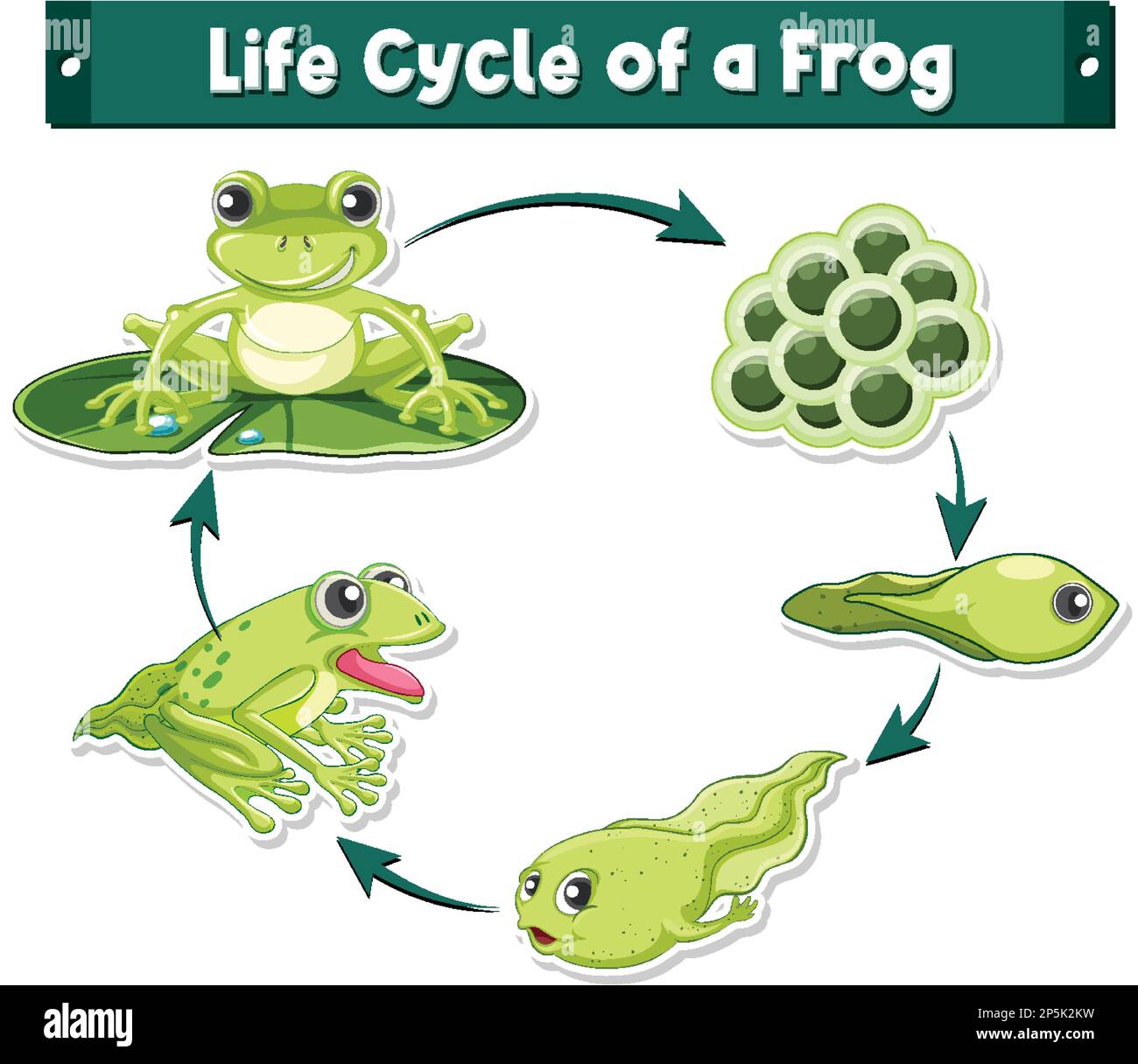 Frog Life Cycle Diagram illustration Stock Vector Image & Art - Alamy
