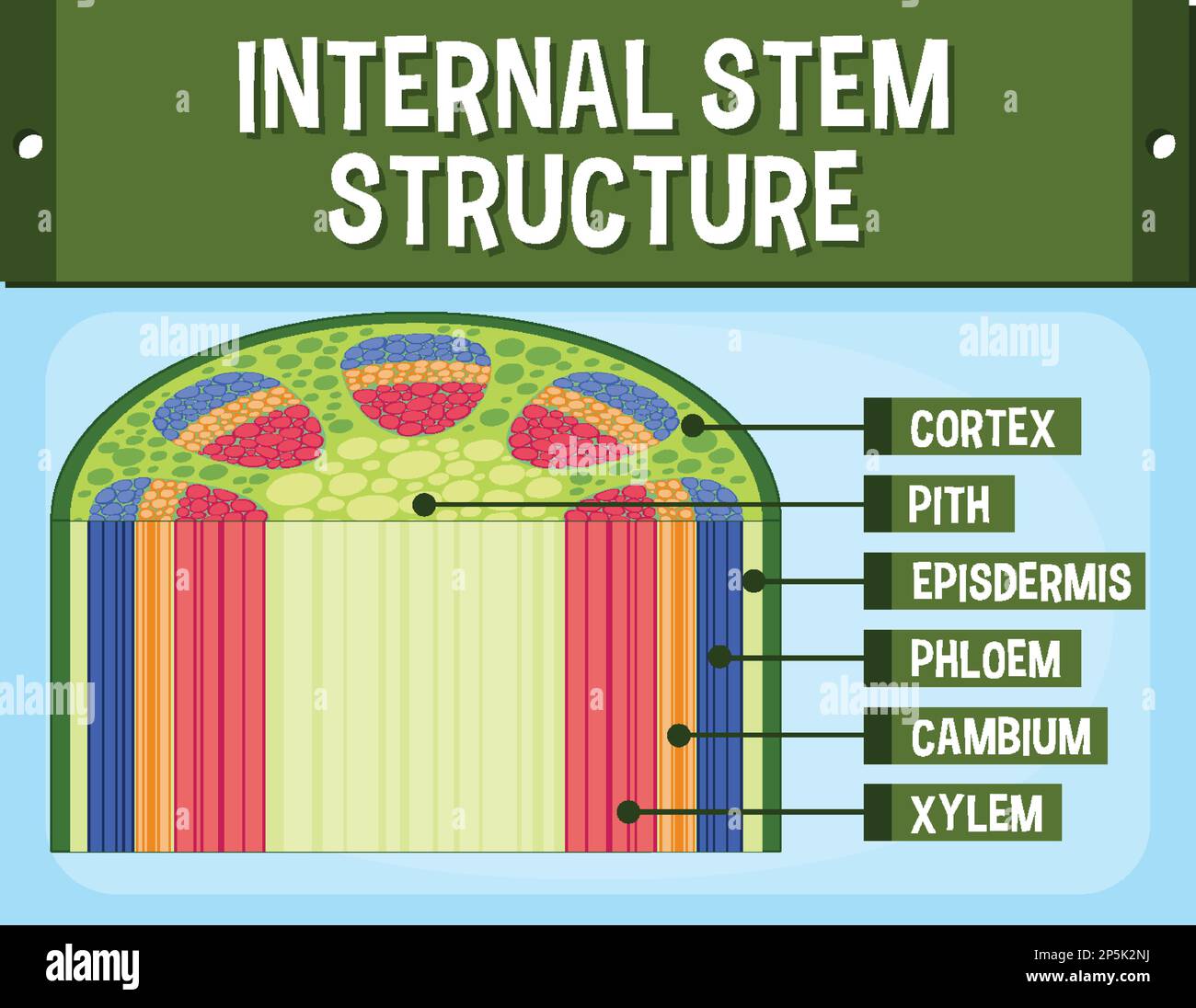 Internal structure of stem diagram illustration Stock Vector Image ...