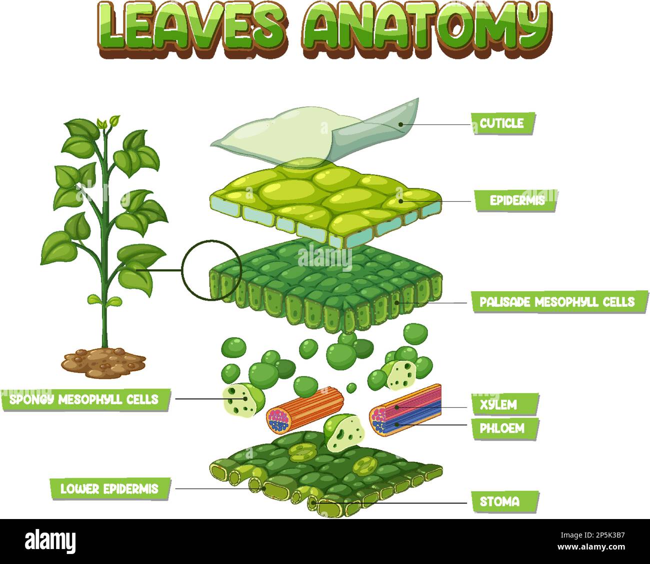 Internal structure of leaf diagram illustration Stock Vector Image ...