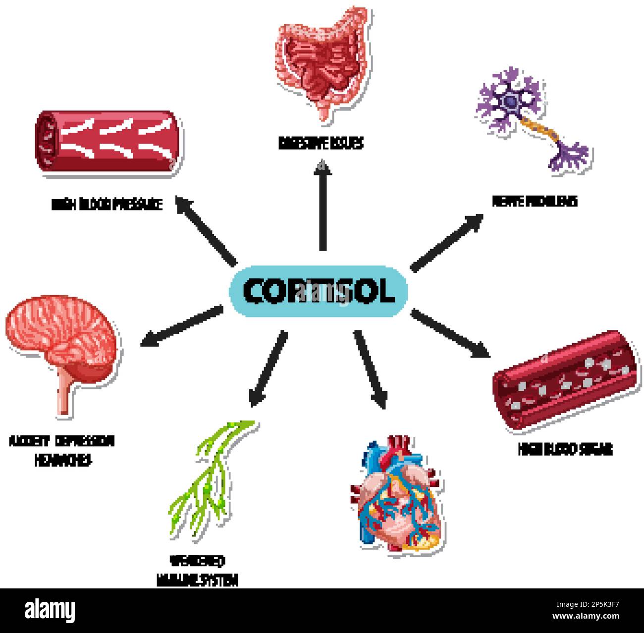 Cortisol Hormone With Common Symptoms Diagram Illustration Stock Vector