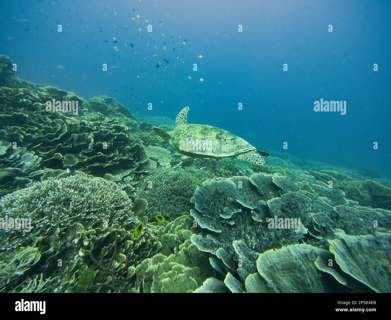 Full body shot of a turtle underwater swimming close to the seabed ...