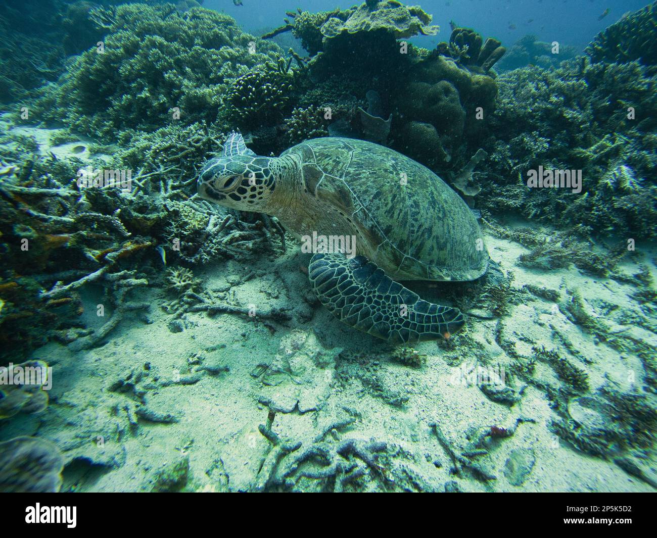 Green sea turtle on reef indonesia hi-res stock photography and images ...