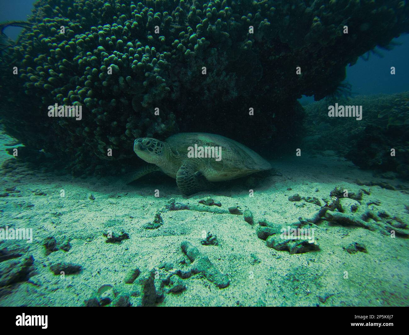 Full body shot of a turtle from the side underwater on the seabed Stock ...